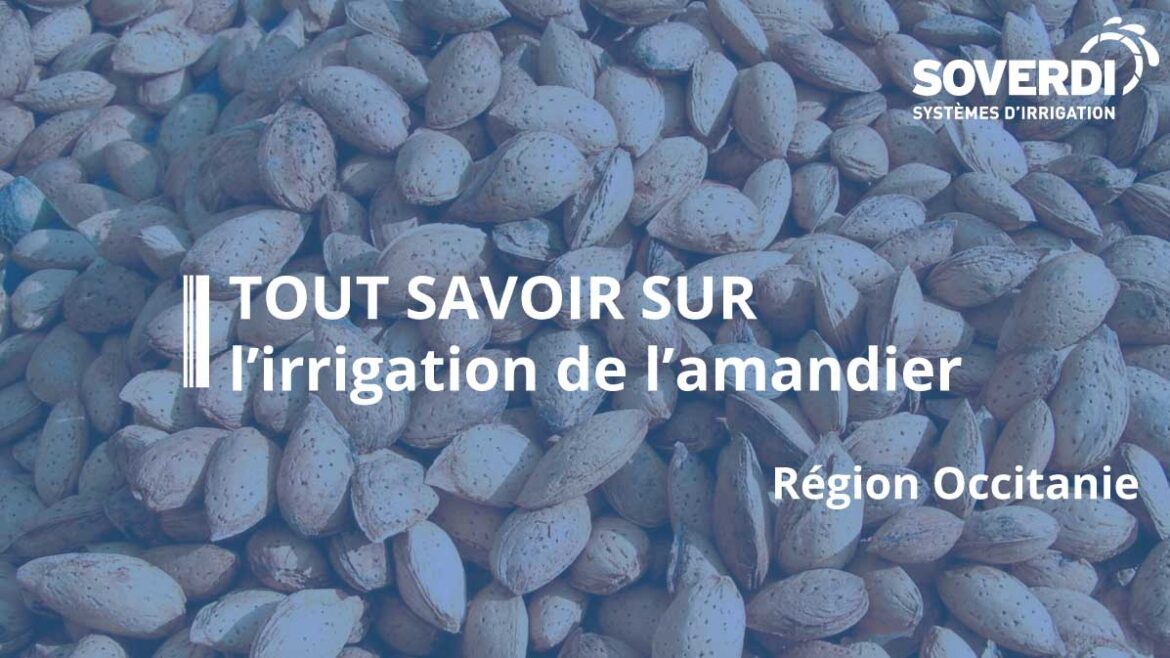 Tout savoir sur l’irrigation de l’amandier - Soverdi